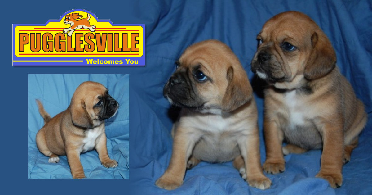 GENERAL PUGGLE BREED INFORMATION - PUGGLESVILLE